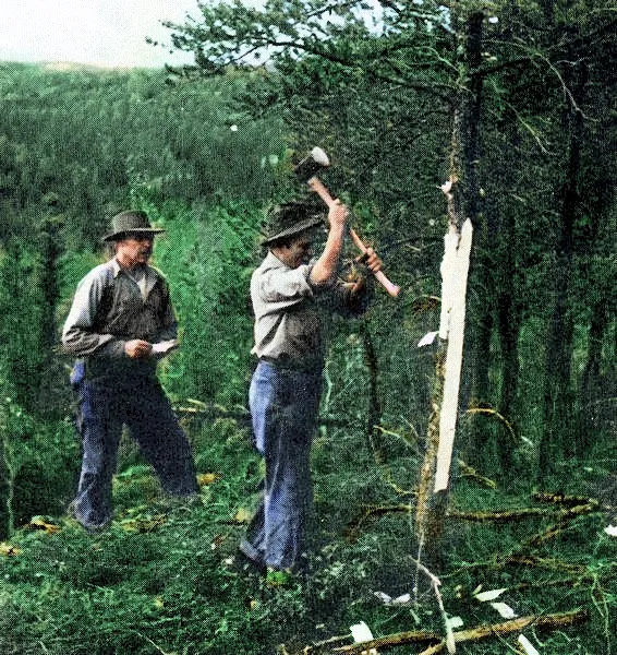 What is a Staking Rush? - Prospecting and mining.