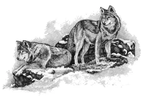 Timber Wolf Country. North to Cree Lake, Saskatchewan.