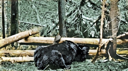 The Wilderness Bears - North to Cree Lake, Saskatchewan.