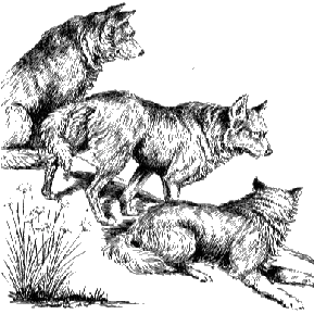 Caribou Trails - North to Cree Lake. Trapping Saskatchewan.